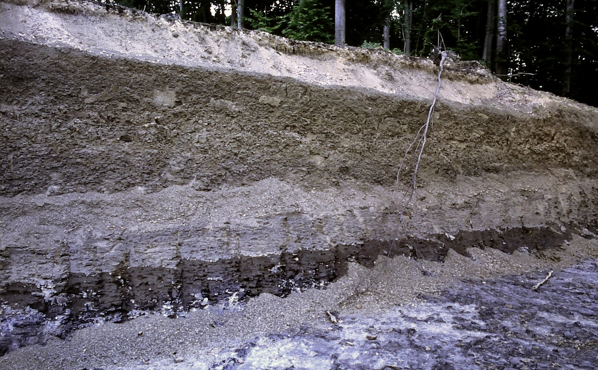 Auf Tonstein gebaut - 300 Millionen Jahre Petershagen · Petershäger ...